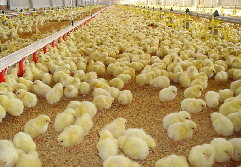 El pollo de cebo: no es oro todo lo que reluce - Foro Agro-Ganadero ...