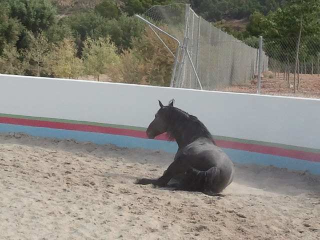 Sintomatología del dolor cólico en el caballo - Foro Agro-Ganadero ...