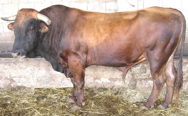 La raza bovina Murciano-Levantina: Presente y futuro (II) - Foro Agro ...