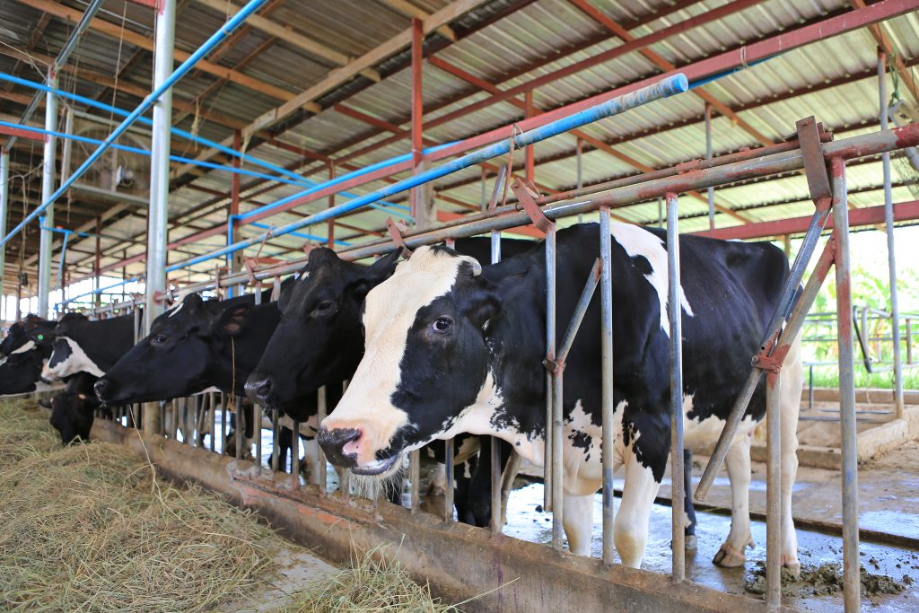 Bovela® consolida su liderazgo frente al BVD al alcanzar los 14 ...