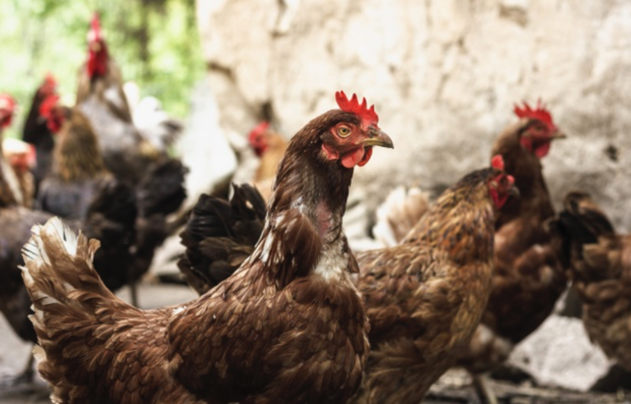 Más de 63 millones de animales* protegidos frente a la colibacilosis ...