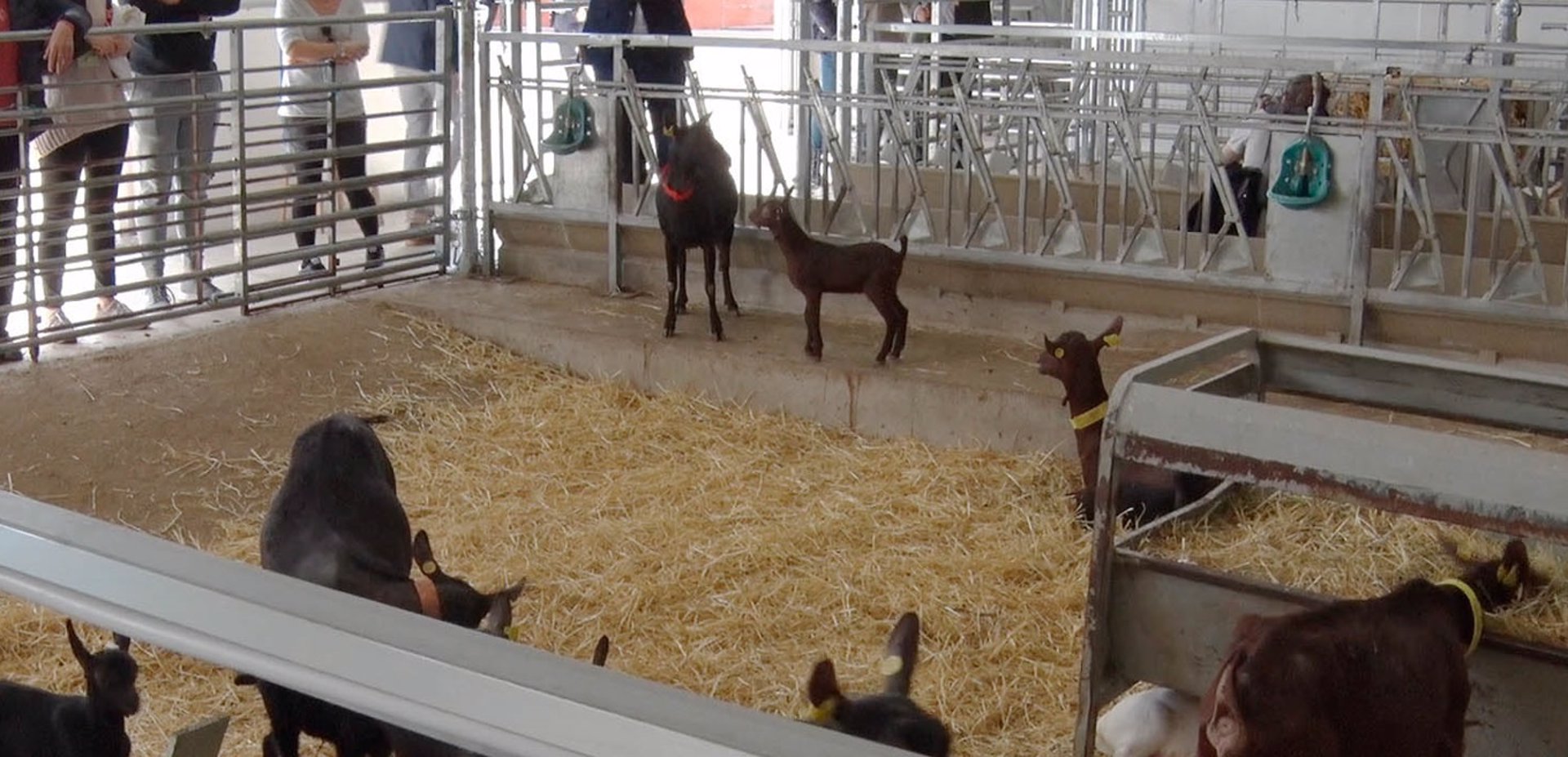 La UPV inaugura dos granjas para "liderar proyectos de investigación ...